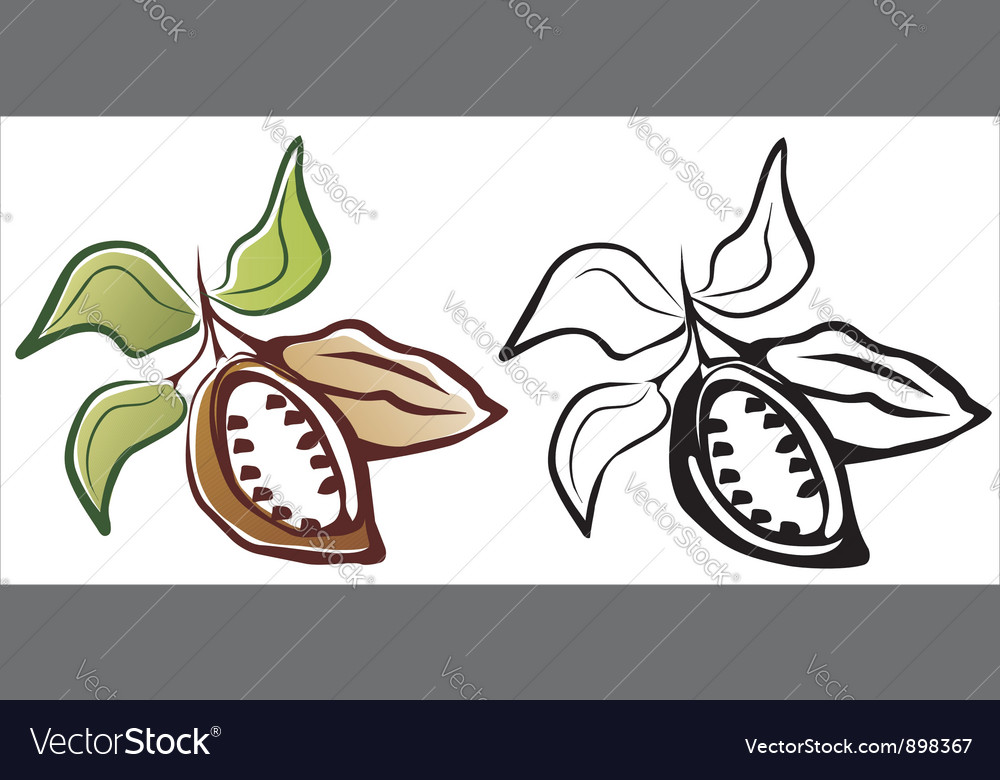 Cacao Royalty Free Vector Image - VectorStock