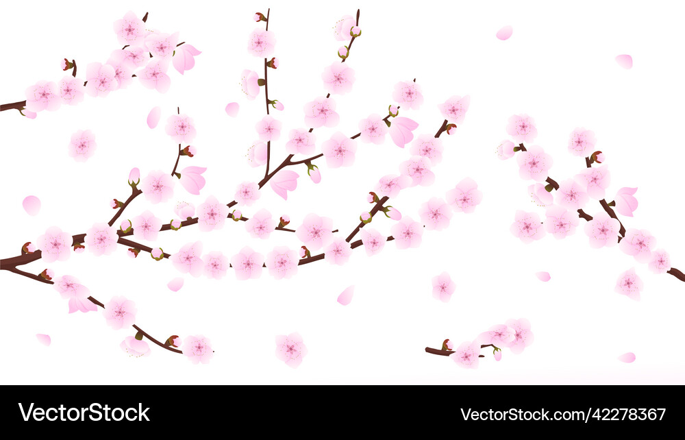 Japanese sakura stem branch isolated on white Vector Image