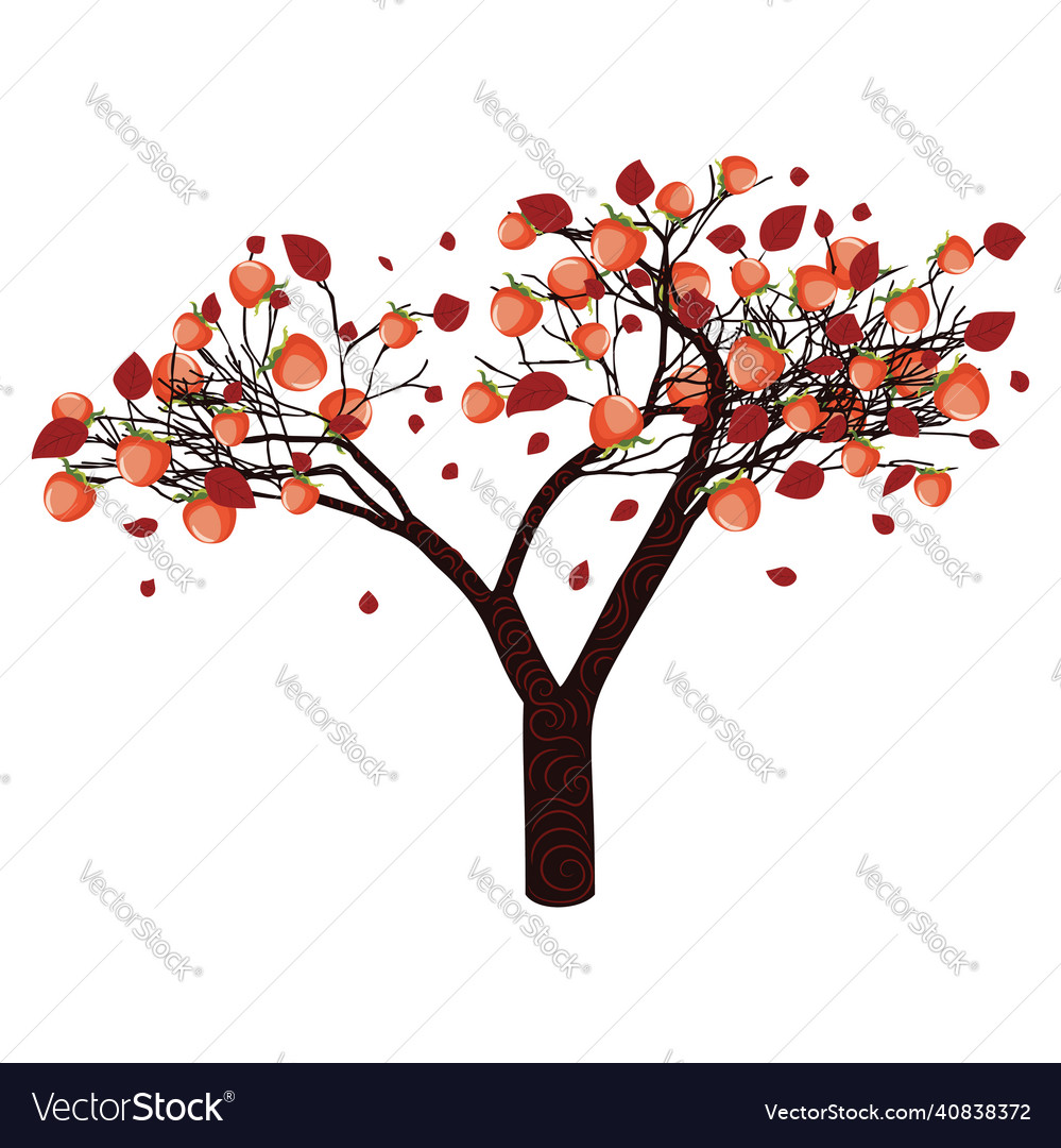 Persimmon tree Royalty Free Vector Image - VectorStock