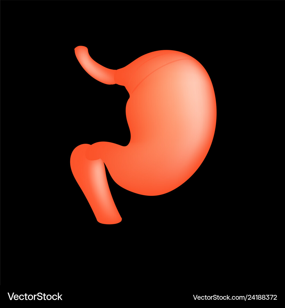 Realistic human stomach isolated on black Vector Image