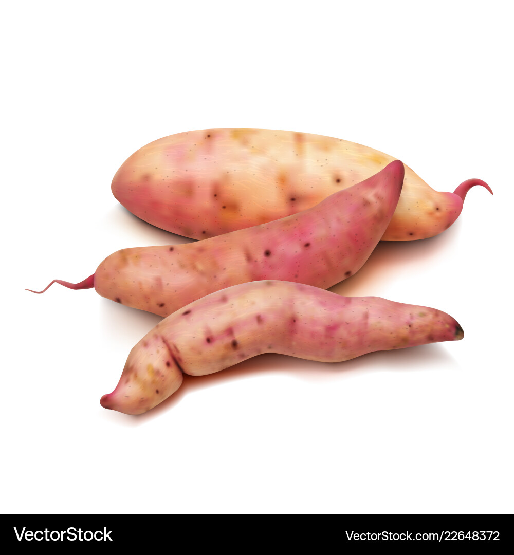 Realistic sweet potato set on a white background Vector Image