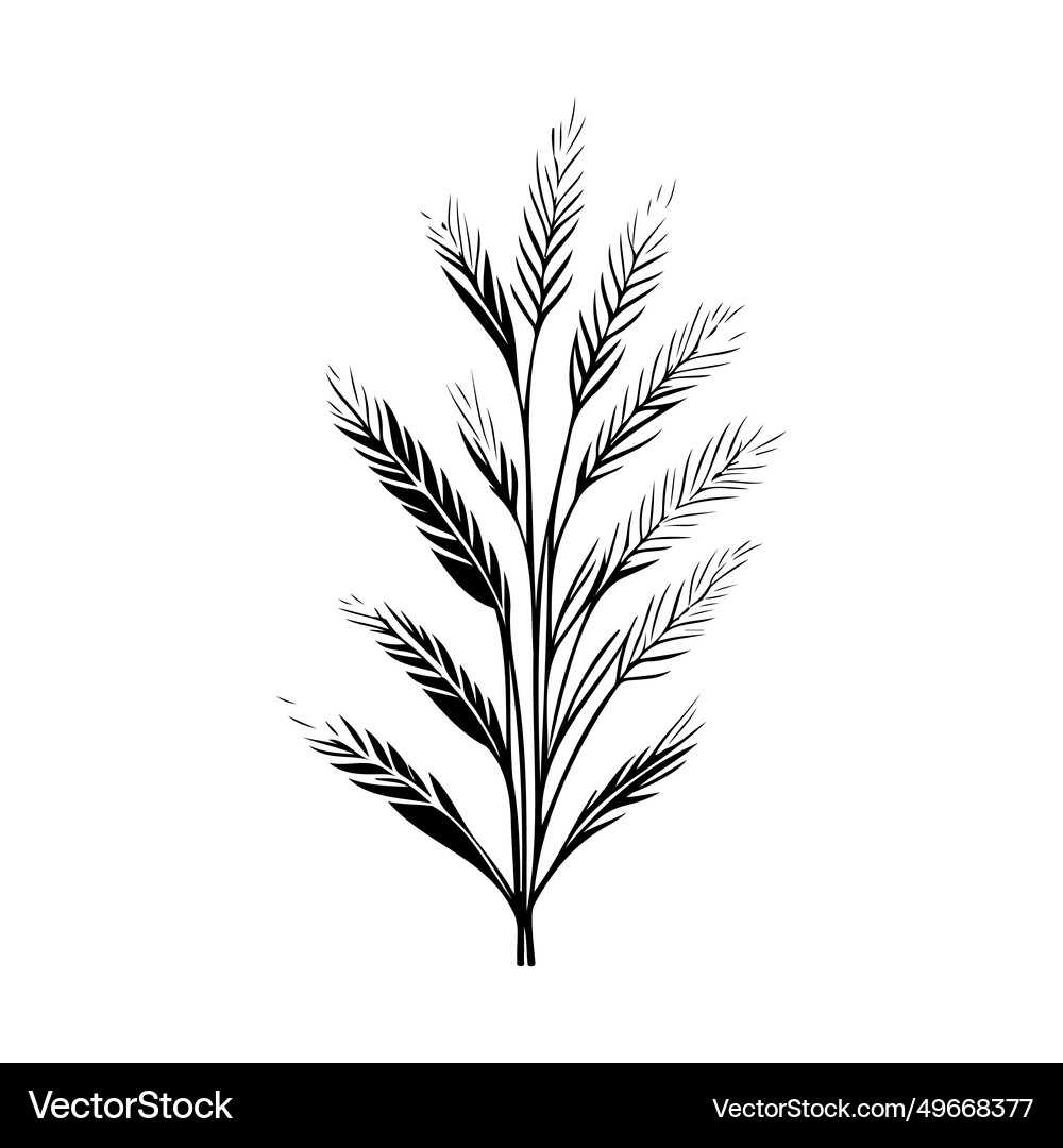 Arrowgrass icon hand draw black colour plant leaf Vector Image