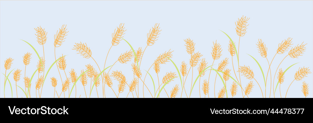 Cartoon yellow wheat field background isolated Vector Image