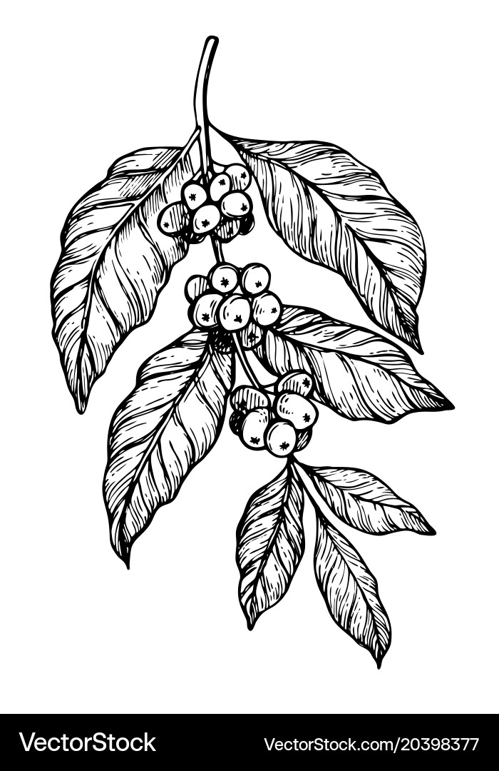 Coffee branch freehand pencil drawing Royalty Free Vector