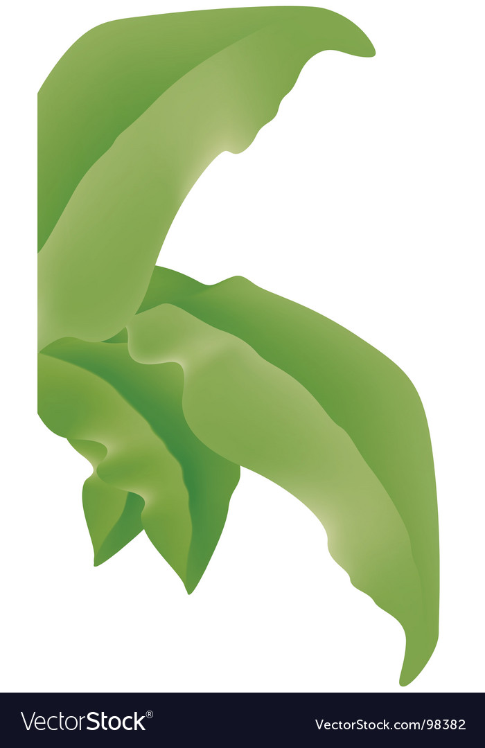 Big leafs Royalty Free Vector Image - VectorStock