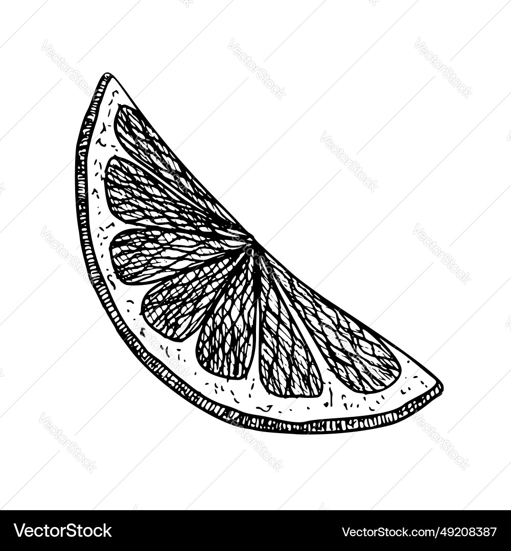 Slice of orange fruit hand drawn Royalty Free Vector Image