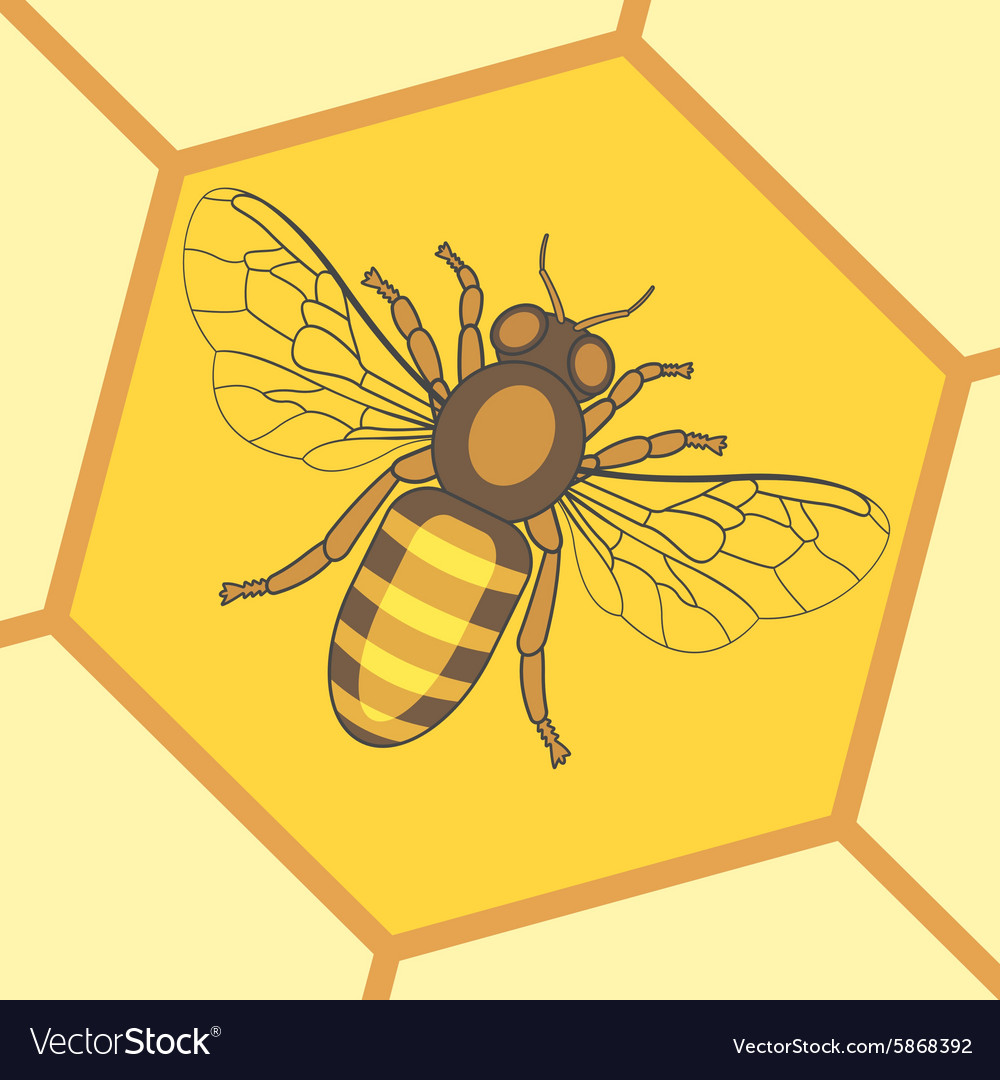 Bee Royalty Free Vector Image - VectorStock