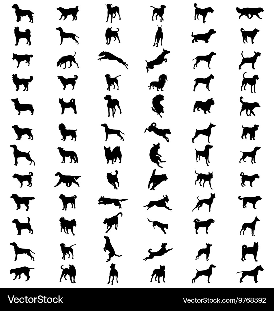 Breeds of dogs Royalty Free Vector Image - VectorStock