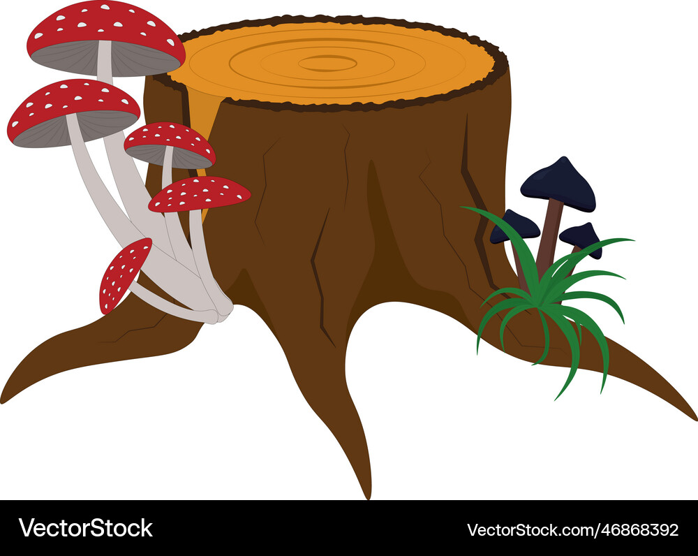 Old rotten stump with fly agaric mushrooms Vector Image