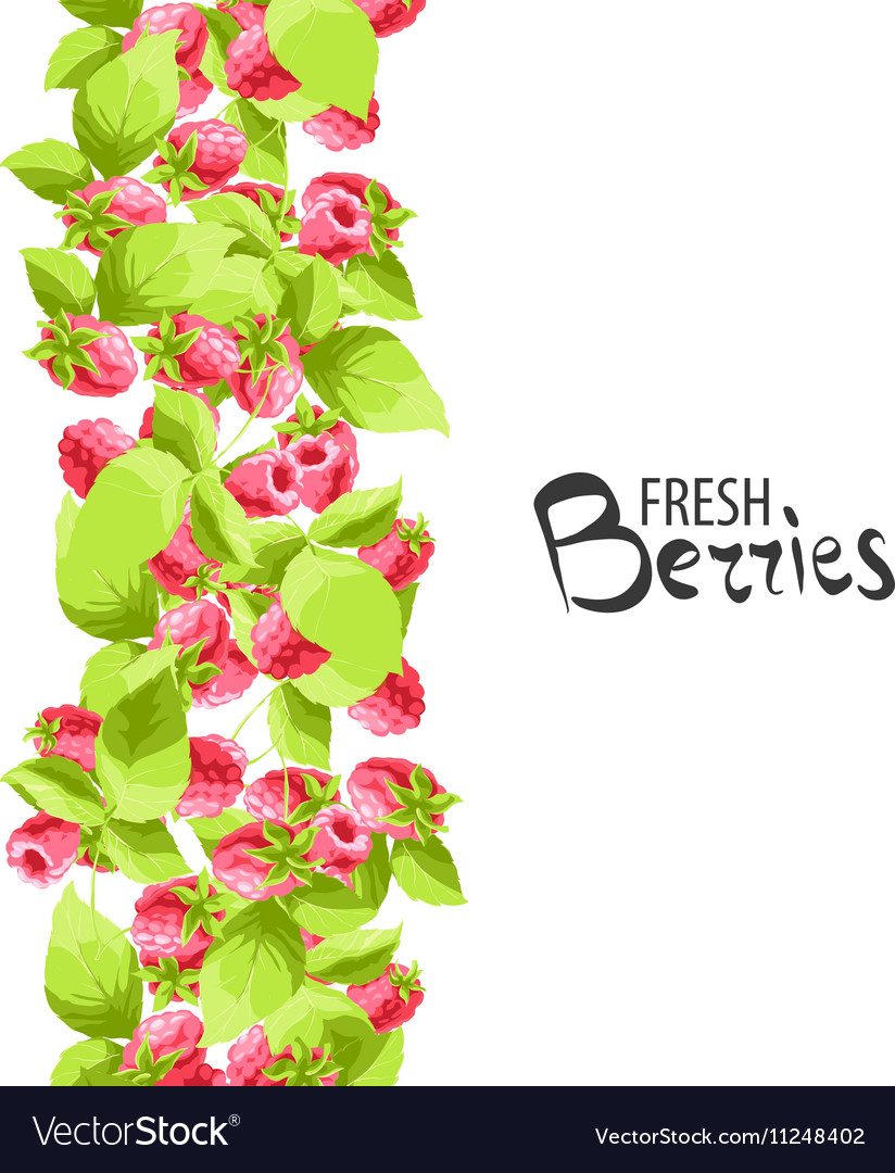 Ripe raspberry Royalty Free Vector Image - VectorStock