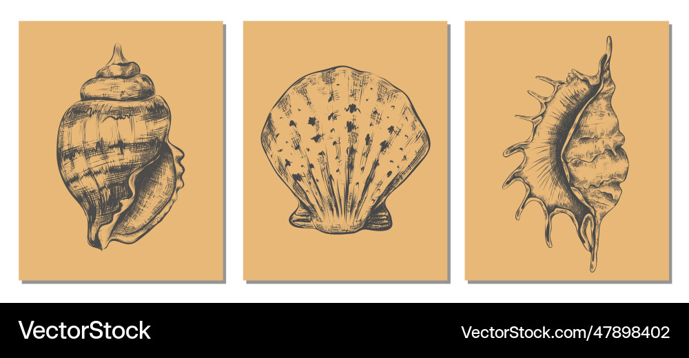 Sea shells hand drawn marine sketch style drawing Vector Image