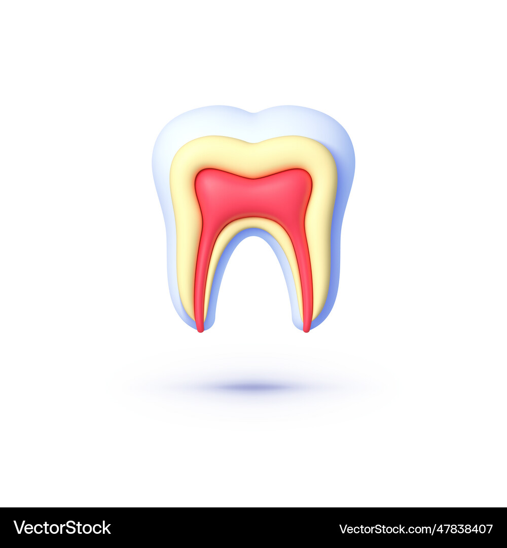 Tooth in section 3d great design for any purposes Vector Image