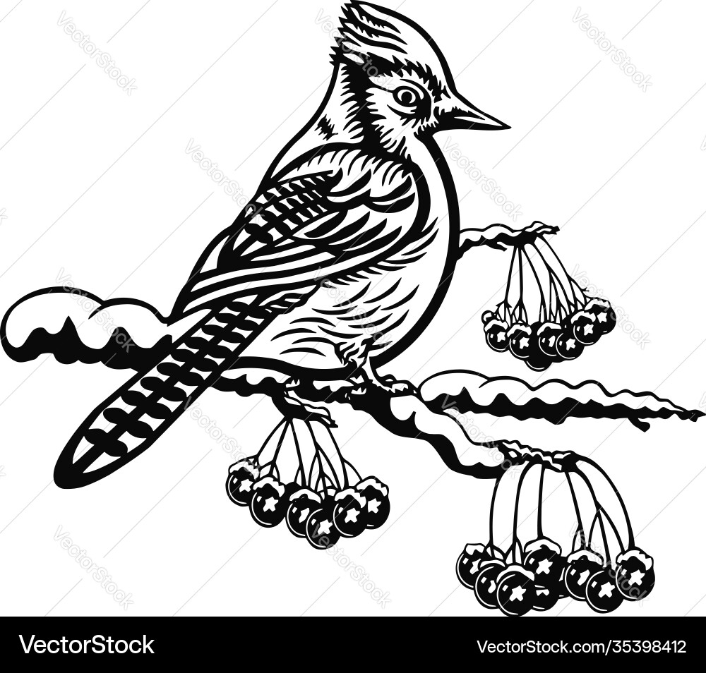 Blue jay bird - winter wildlife stencils Vector Image