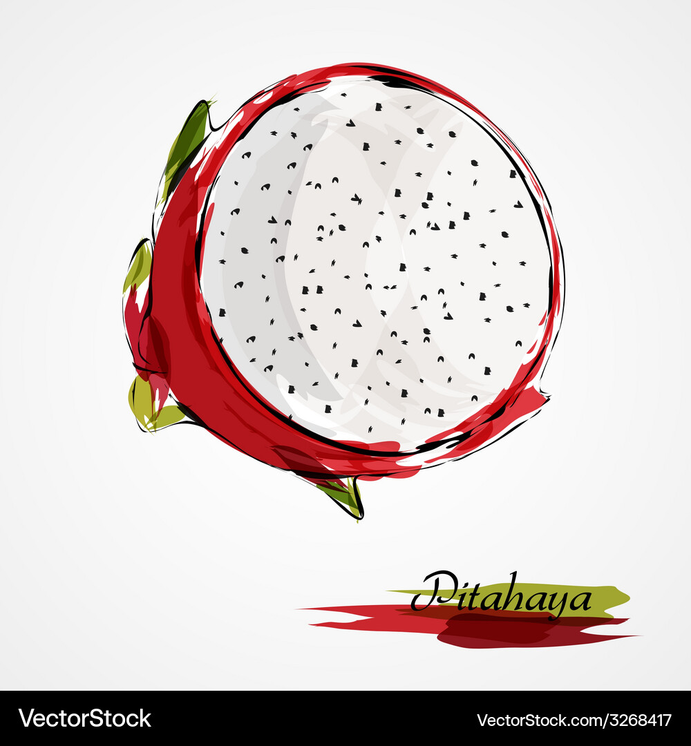 Pitahaya part Royalty Free Vector Image - VectorStock