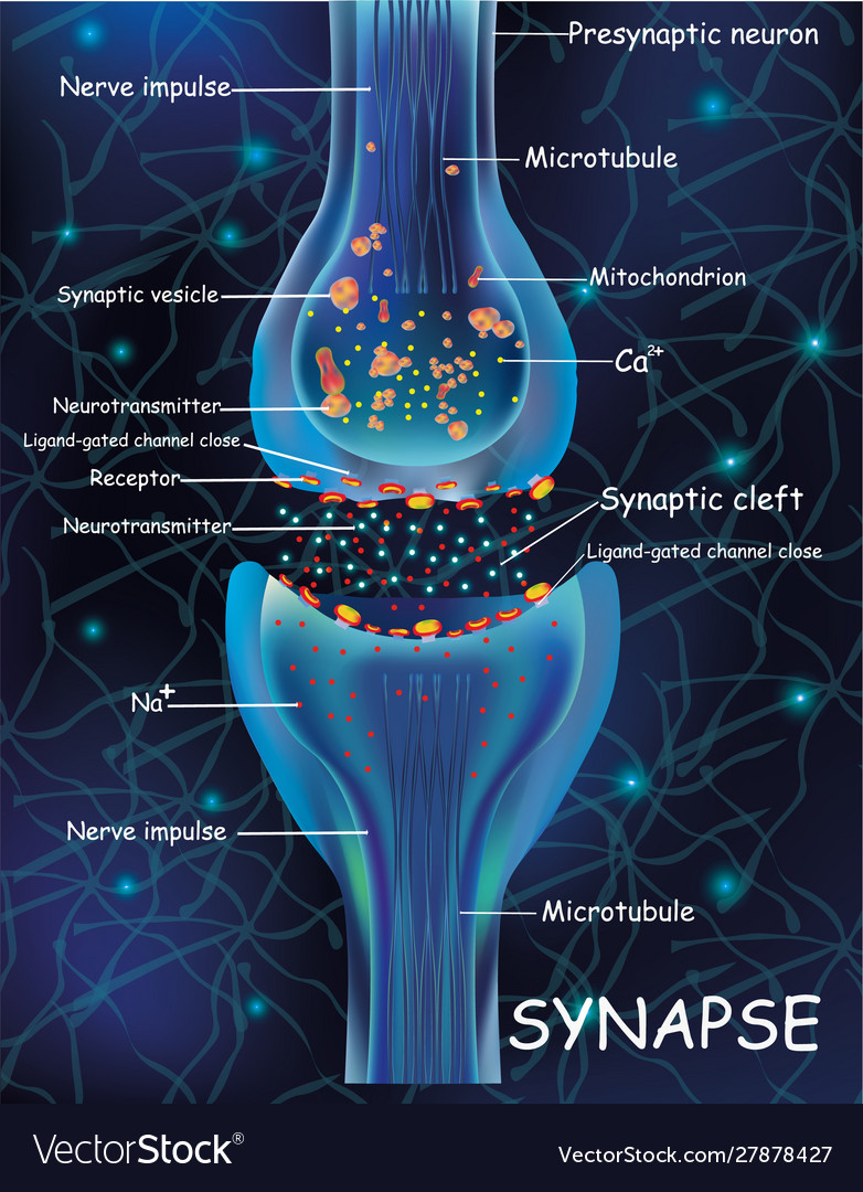 Anatomy Synapse Cells Transmission Signal Of Vector Image