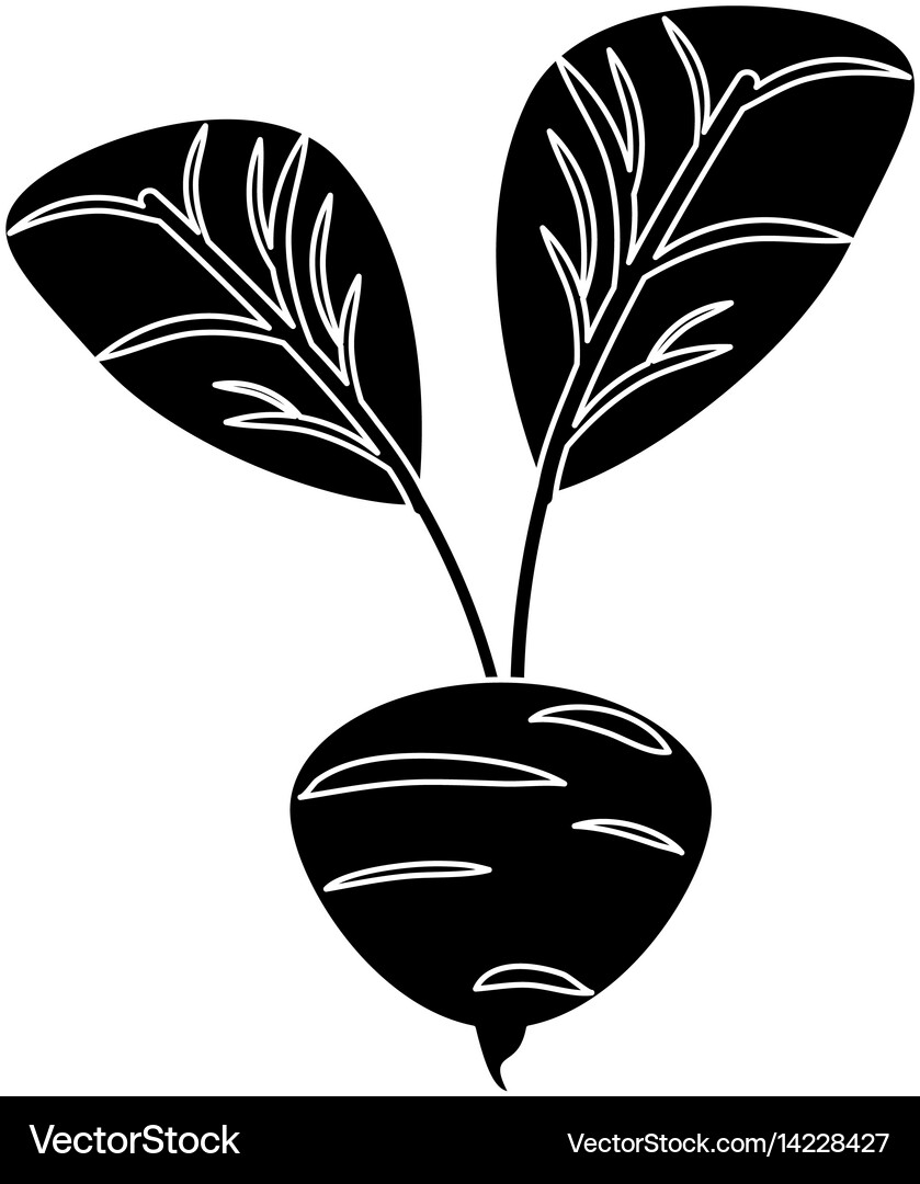 Beetroot vegetable food fresh pictograph Vector Image