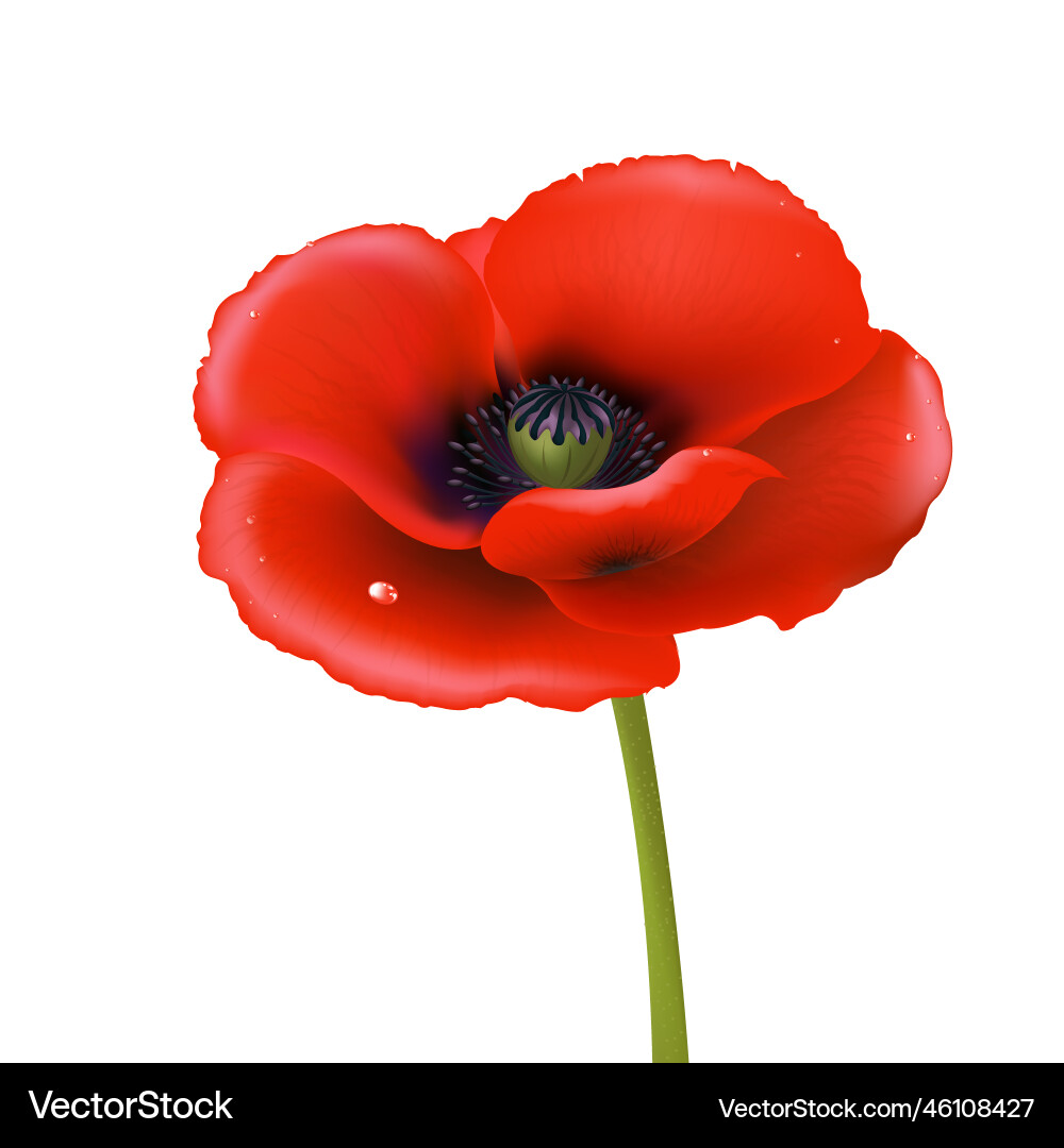 Red poppy isolated transparent background Vector Image