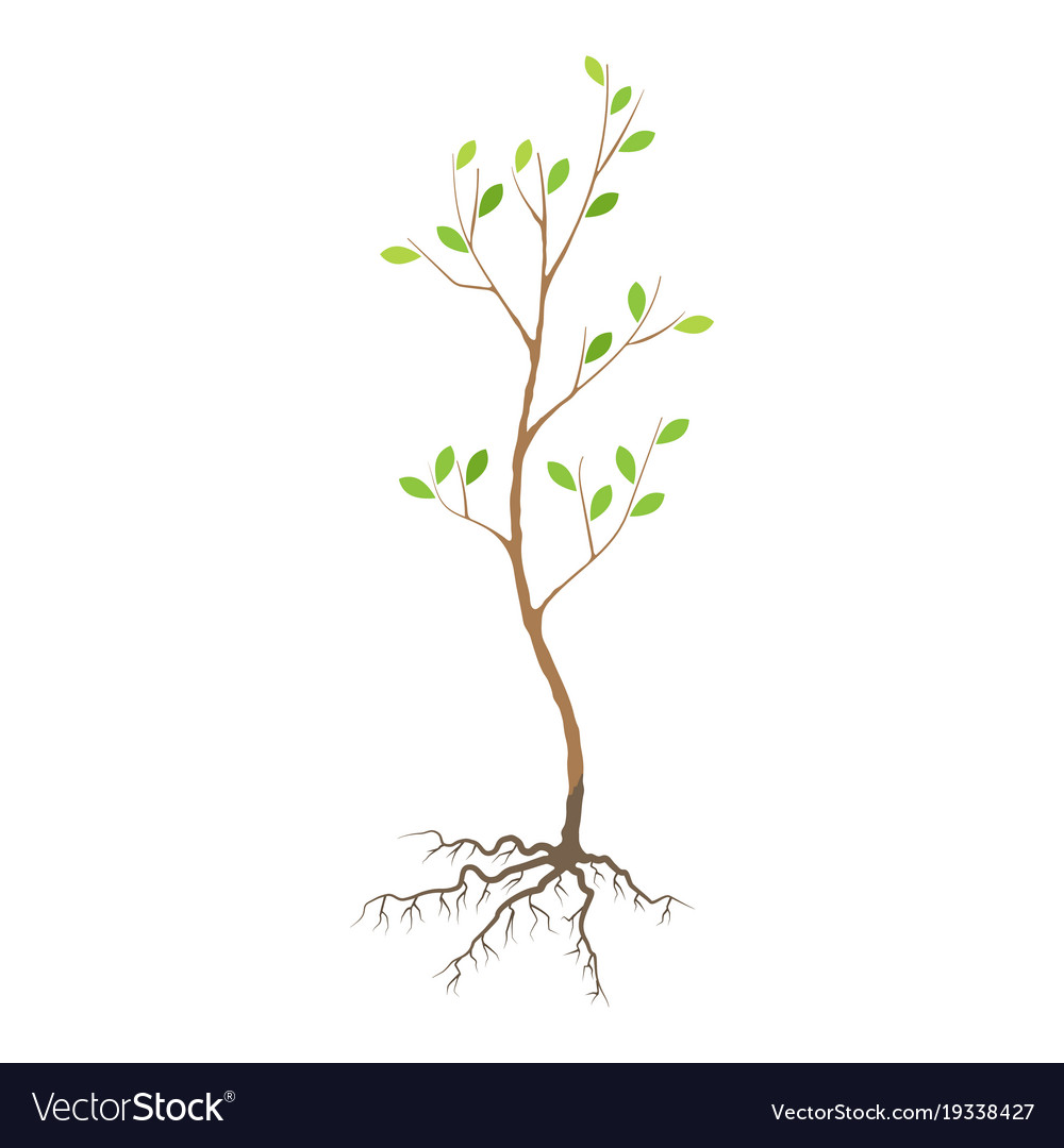 Young Sapling Tree Royalty Free Vector Image - VectorStock