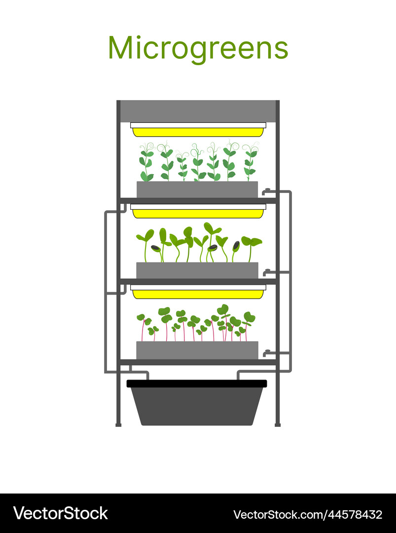 City farm for growing microgreens Royalty Free Vector Image