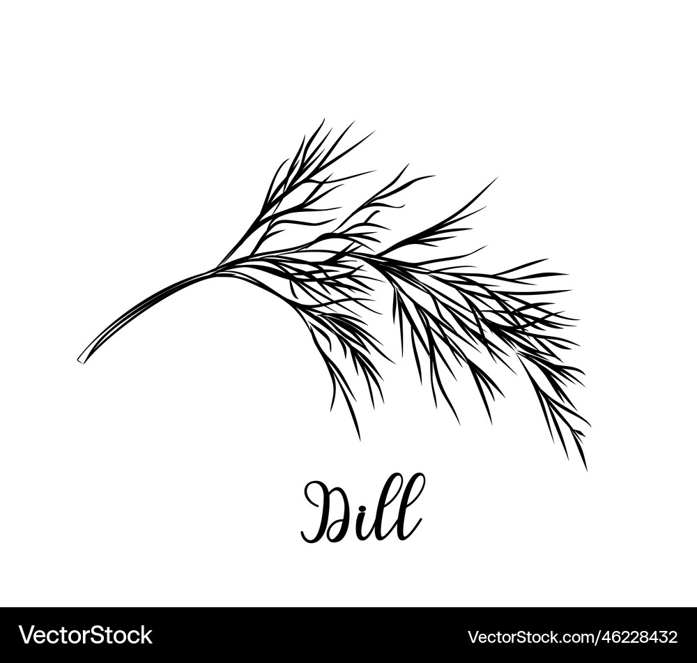 Dill spice black and white line art drawing Vector Image