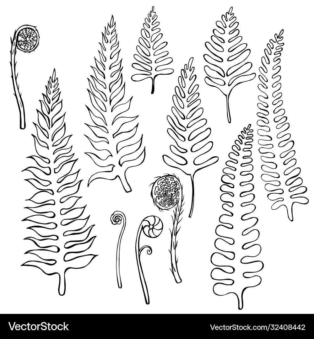 Hand drawn fern sketch Royalty Free Vector Image