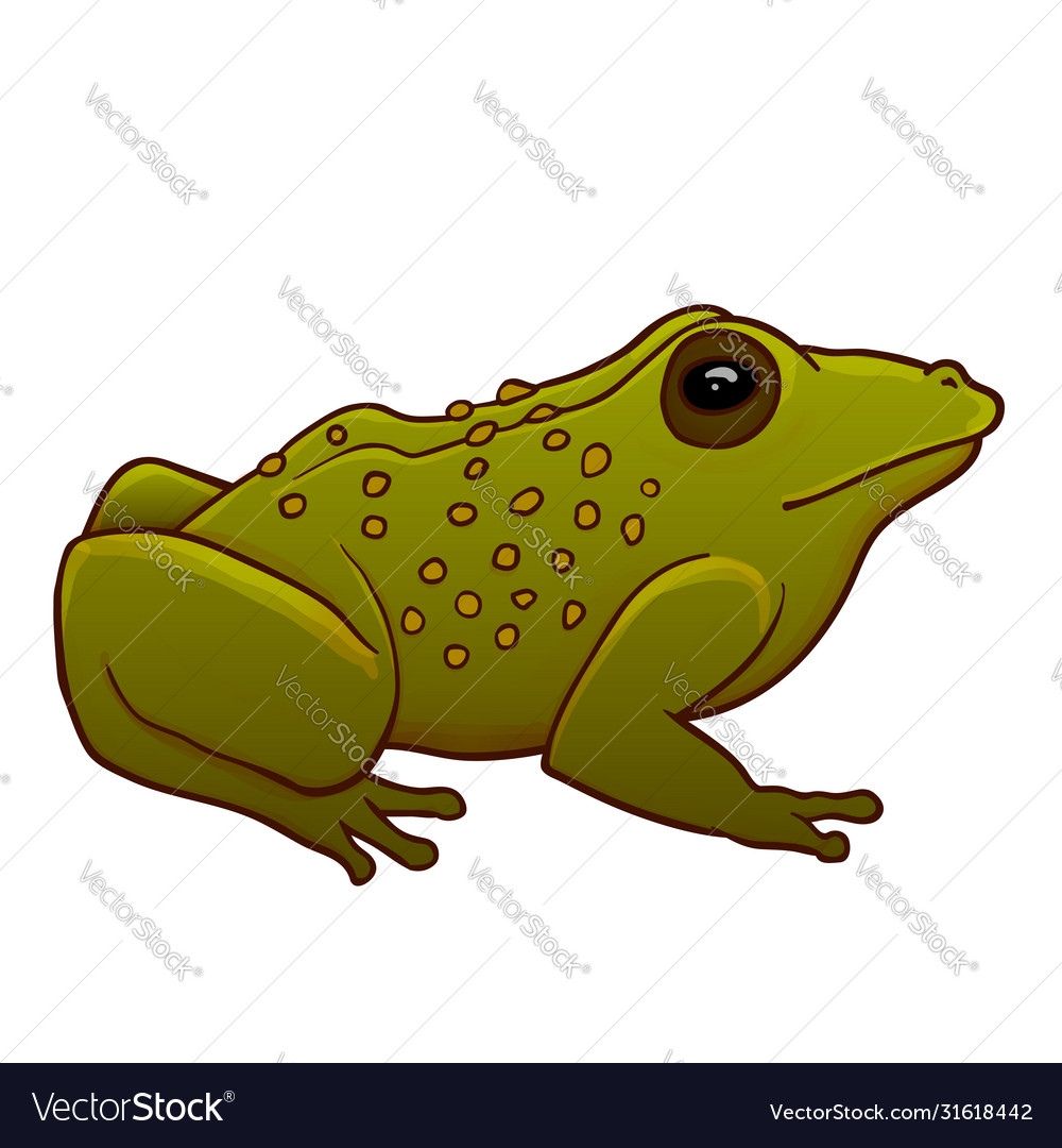 Toad Royalty Free Vector Image - VectorStock