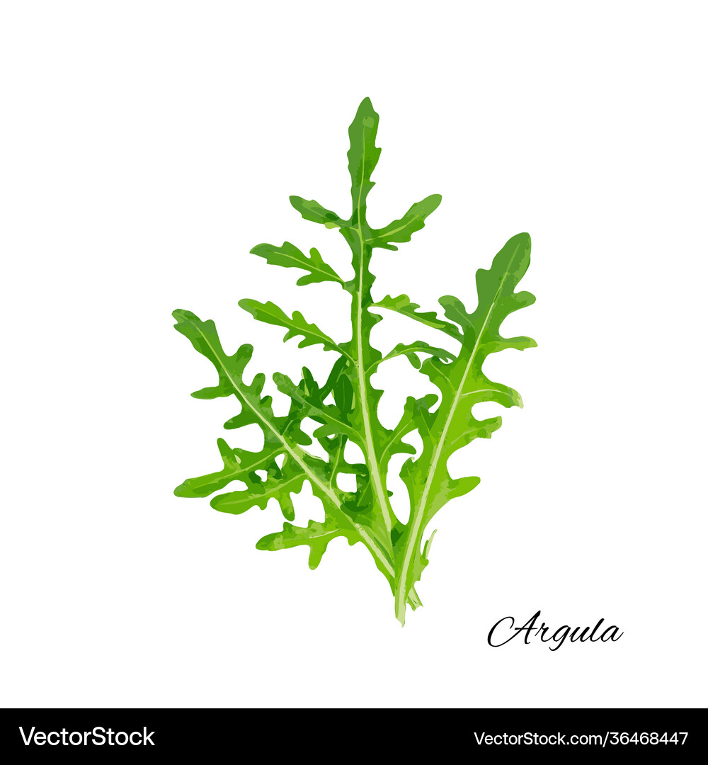 Arugula ruccola leaves rucola eruca Royalty Free Vector