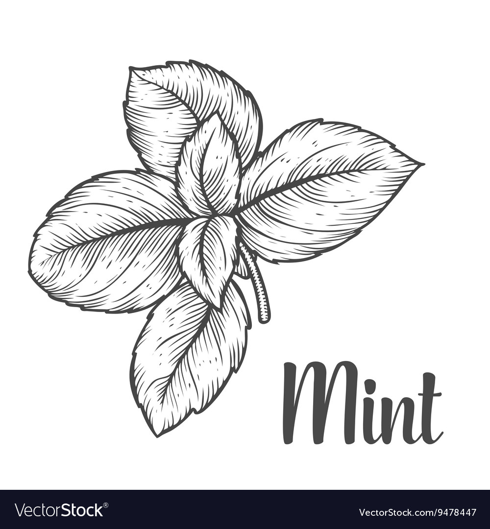 Mint herb Royalty Free Vector Image - VectorStock