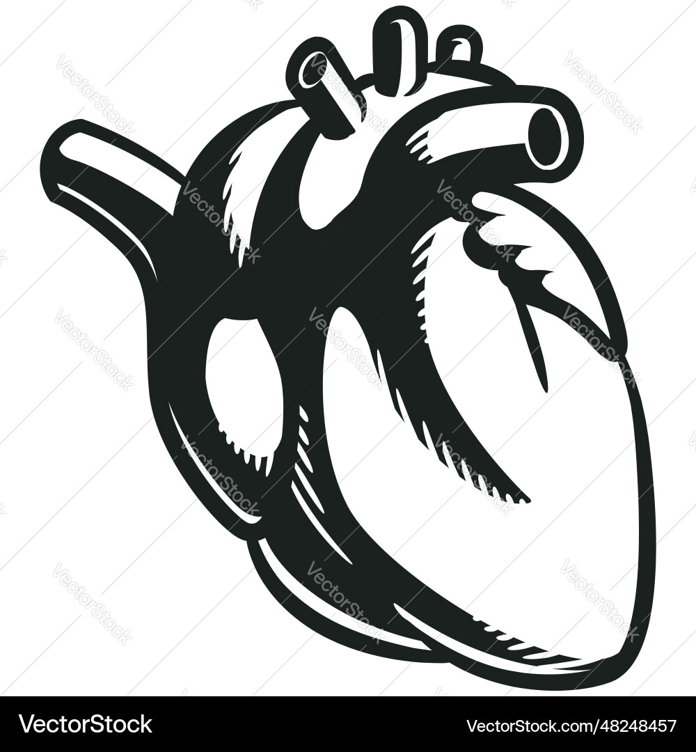 Silhouette human heart internal cardiovascular Vector Image
