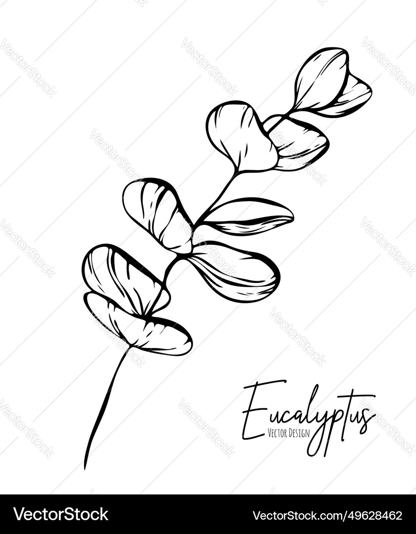 Botanical elegant line of eucalyptus Royalty Free Vector