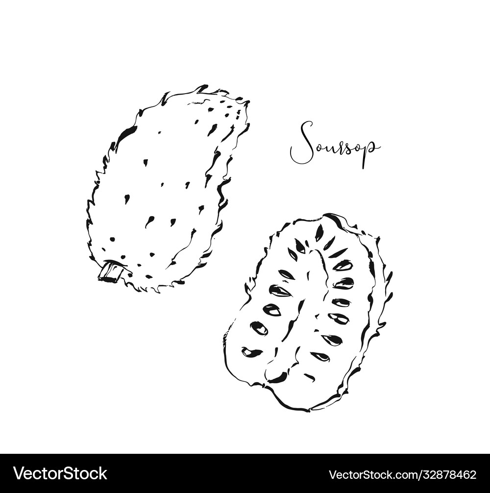 Hand drawn abstract exotic tropical soursop Vector Image