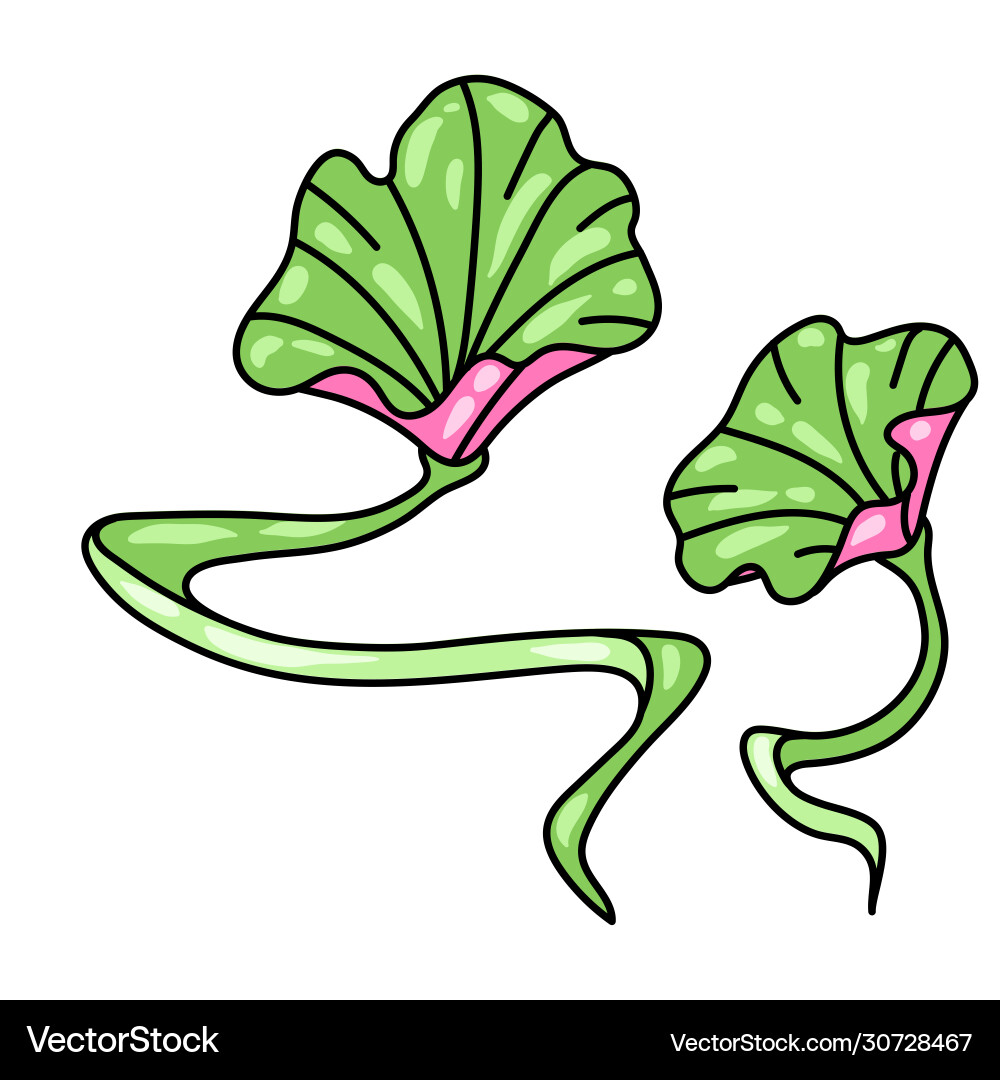 Lotus leaves water lily Royalty Free Vector Image