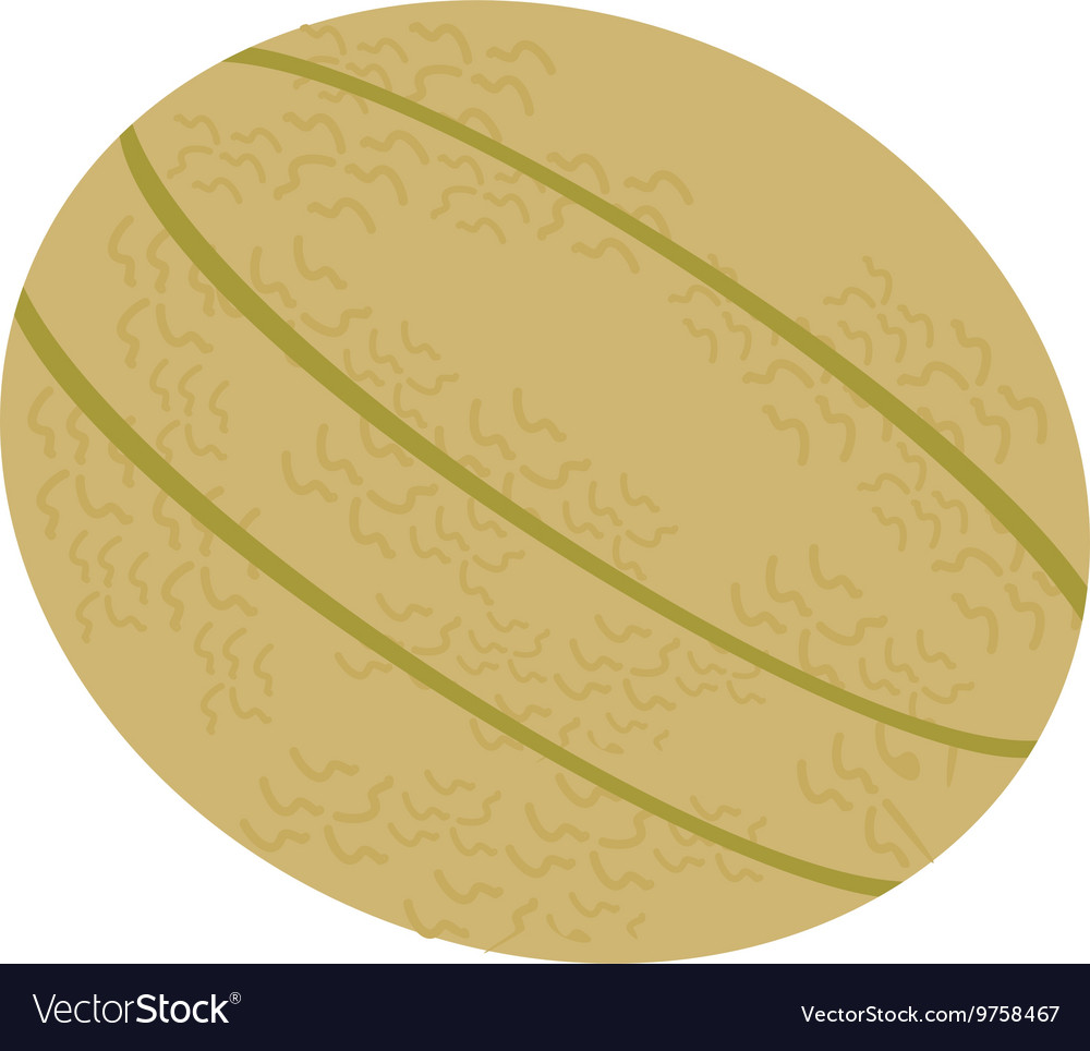 Rockmelon Royalty Free Vector Image - VectorStock