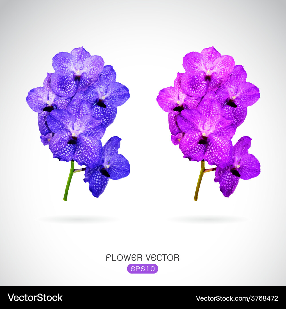 Image of orchid flower Royalty Free Vector Image