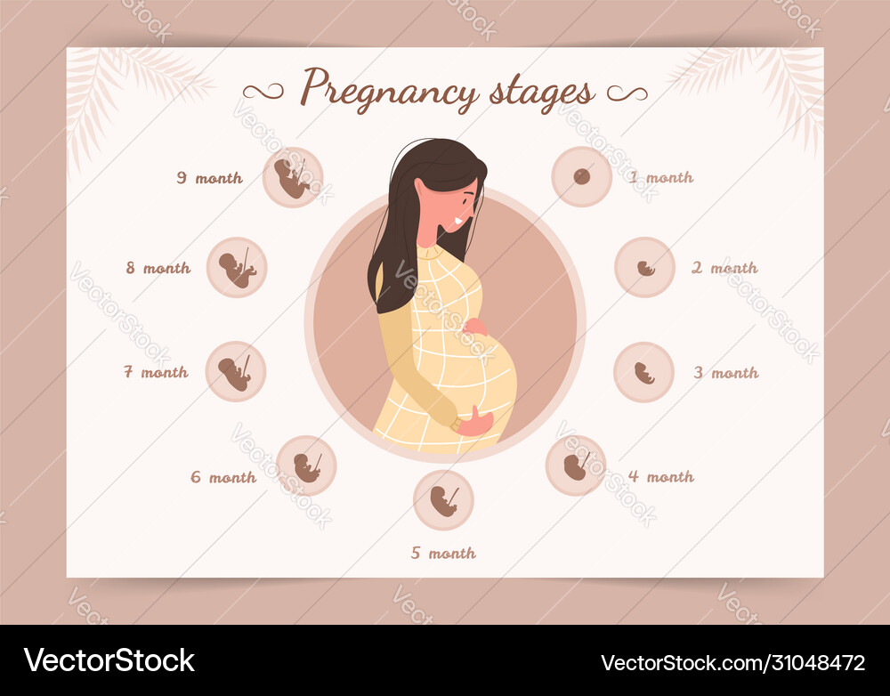 Infographic pregnancy stages silhouette Royalty Free Vector