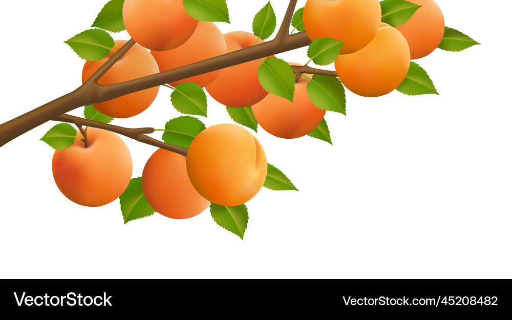 Apricot fruits branch Royalty Free Vector Image