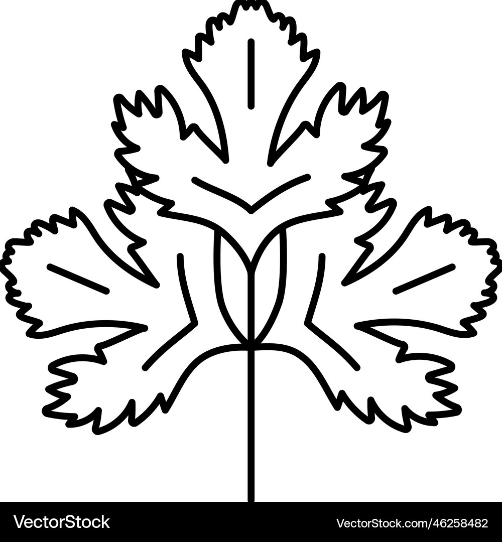 Cilantro salad food line icon Royalty Free Vector Image