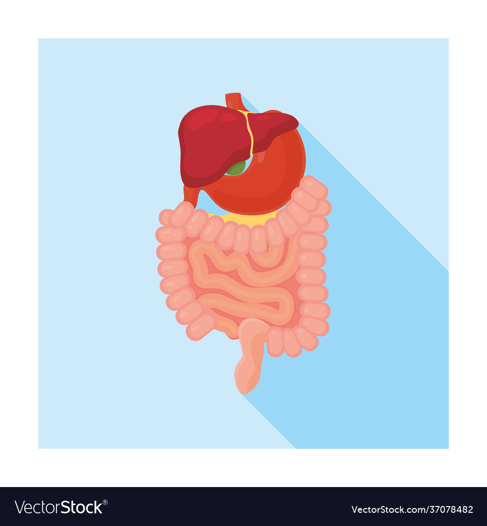 Human digestive system Royalty Free Vector Image