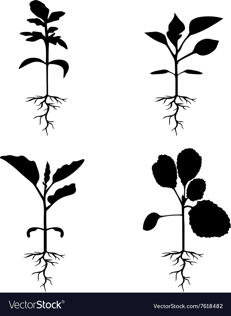 Sprout set Royalty Free Vector Image - VectorStock