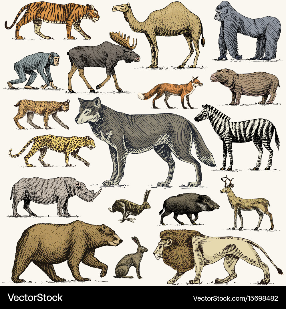 Wild gorilla moose or eurasian elk camel and Vector Image