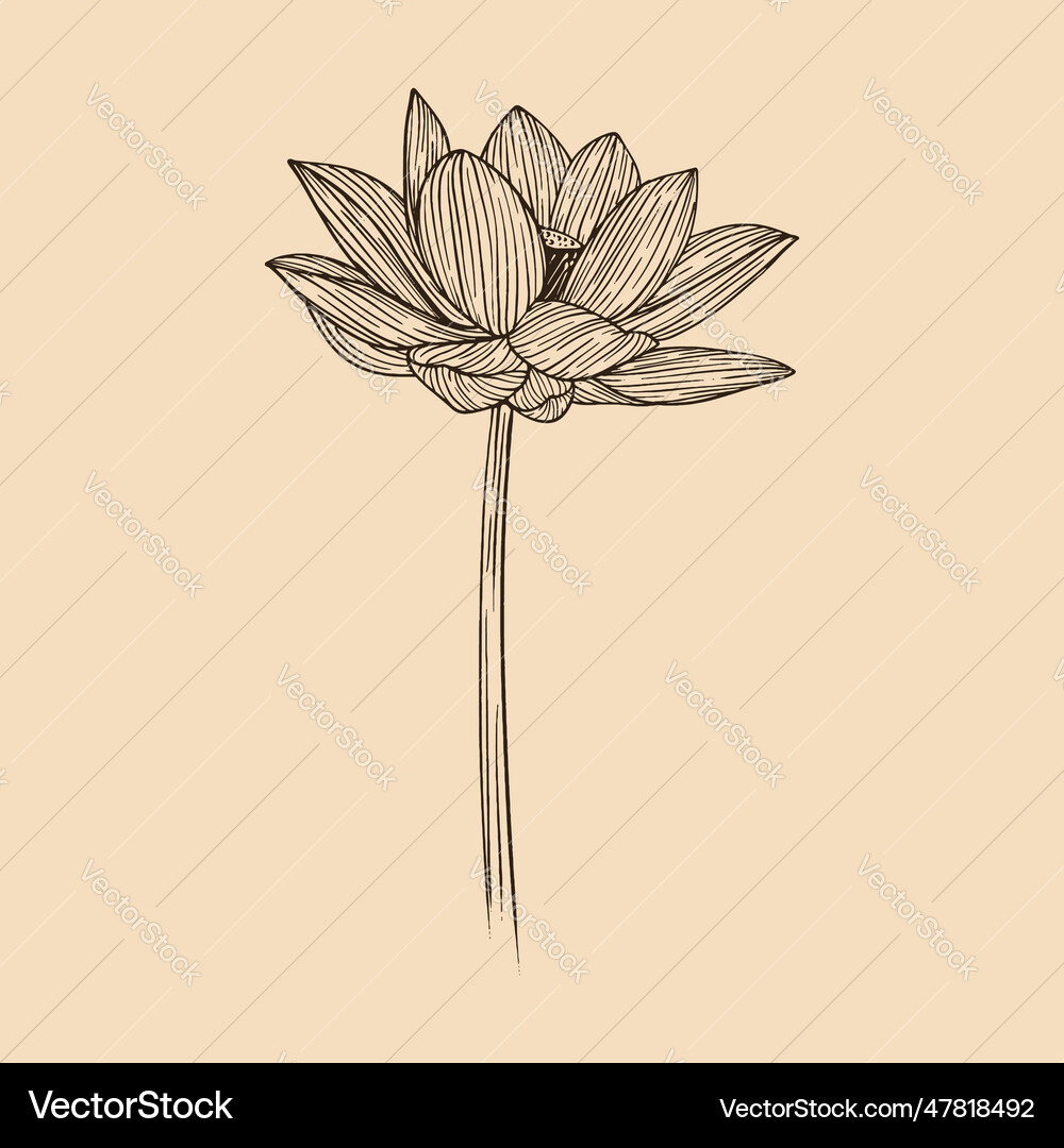 Lotus flower with line art Royalty Free Vector Image