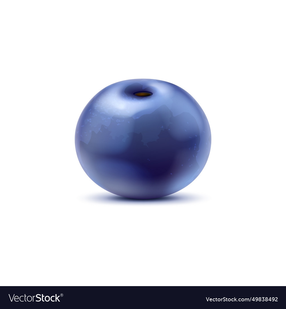 Realistic raw isolated ripe blueberry blue fruit Vector Image