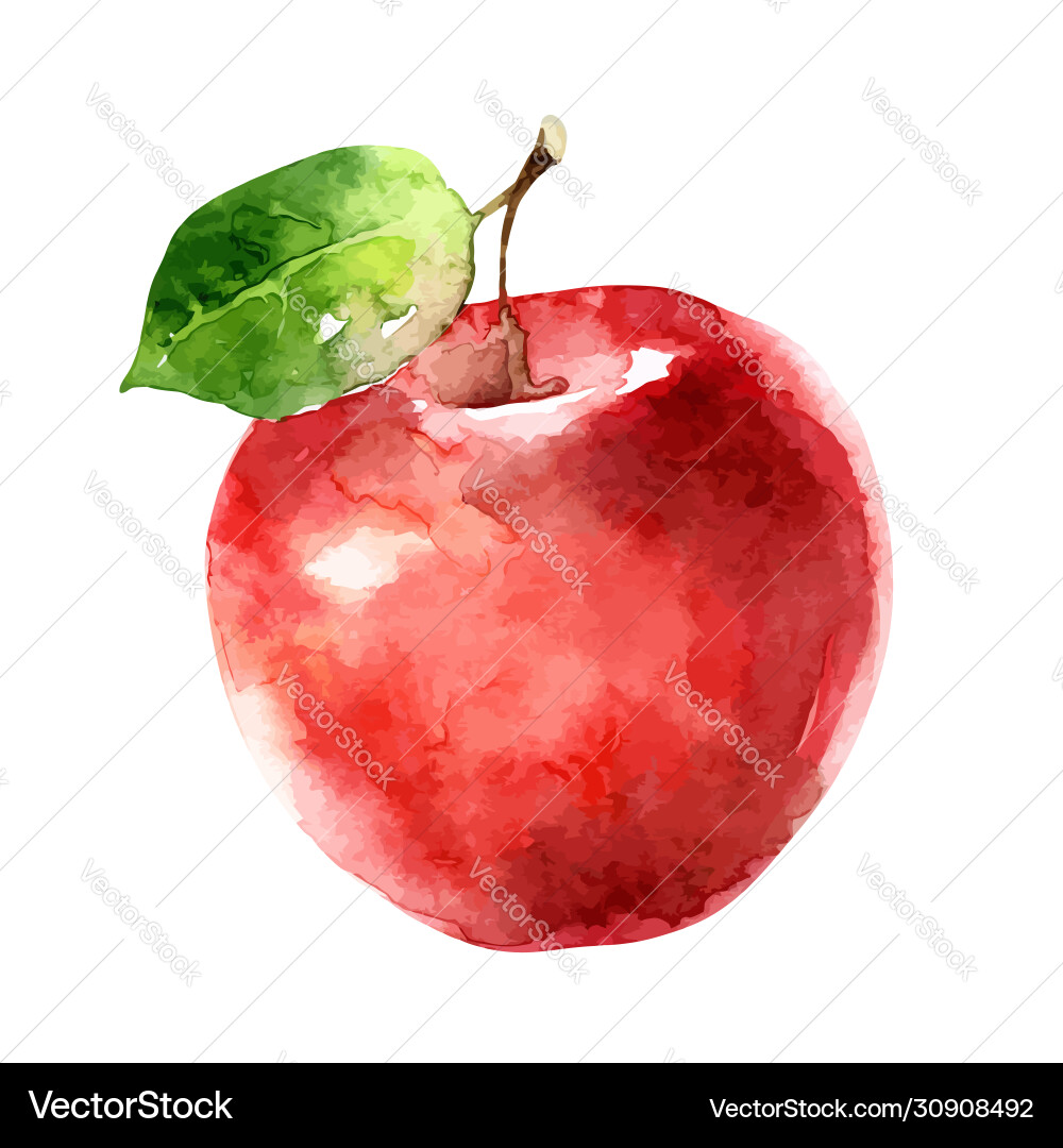 Watercolor apple on white background Royalty Free Vector