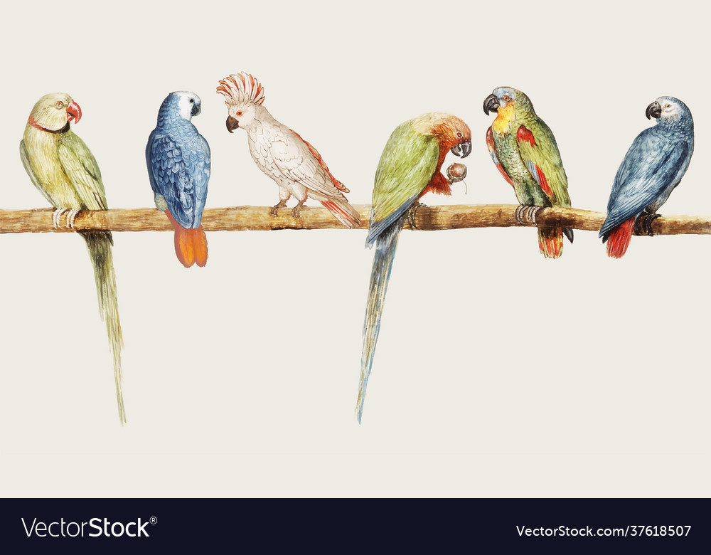 Parrot variety in vintage style Royalty Free Vector Image