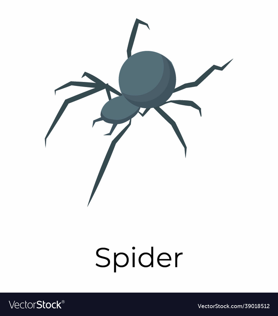 Spider Royalty Free Vector Image - VectorStock