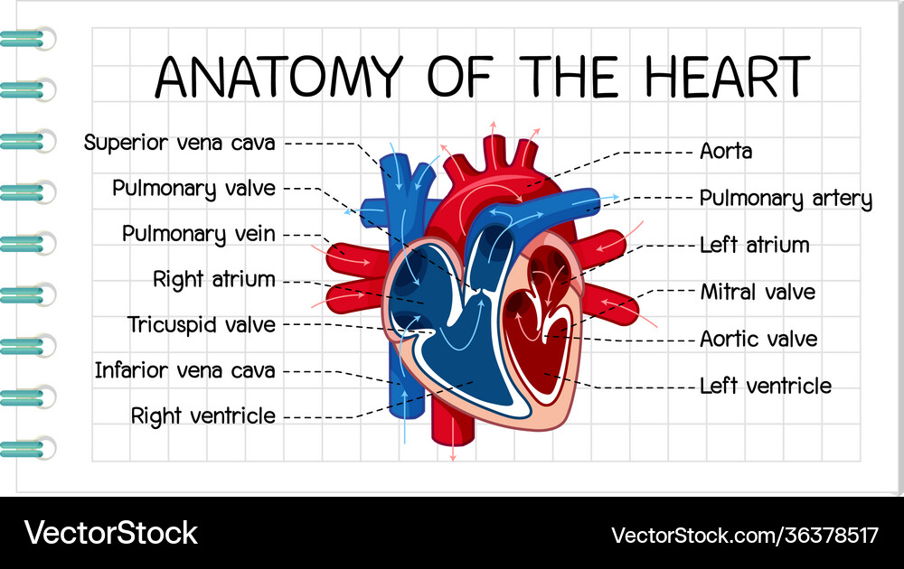 Heart Diagram Printable Anatomy Of The Heart Label