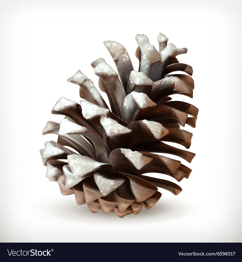 Pine cone icon Royalty Free Vector Image - VectorStock