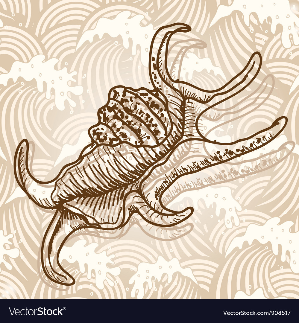 Sea shell Royalty Free Vector Image - VectorStock