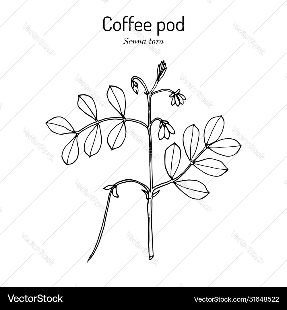 Coffee pod senna tora or sickle wild sensitive Vector Image