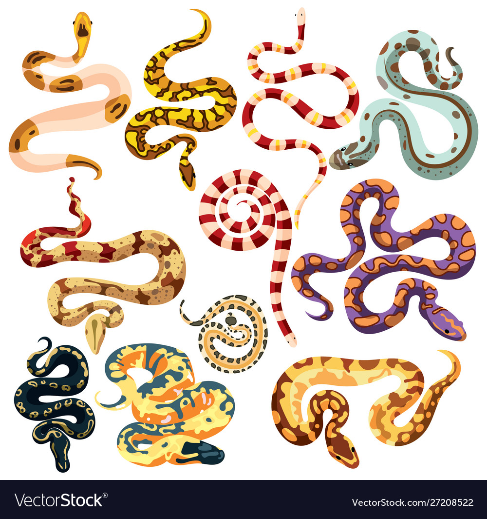Set snakes collection cartoon Royalty Free Vector Image